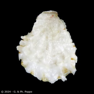 PLICATULIDAE for Sale | Conchology