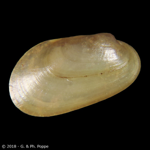 MYTILIDAE | Shells Group By Species | Conchology