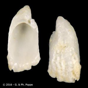CAPULIDAE | Shells Group By Species | Conchology