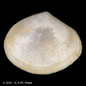 Shells For Sale Shown by Species: TELLINIDAE for Sale