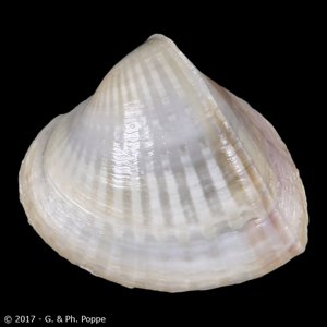 Shell Encyclopedia - Conchological MegaDatabase Iconographic Overview ...