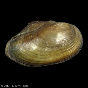 UNIONIDAE | Shells Group By Species | Conchology