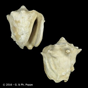 STROMBIDAE FOSSIL | Group By Species | Conchology