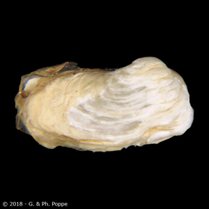 Shell Encyclopedia - Conchological MegaDatabase Iconographic Overview ...