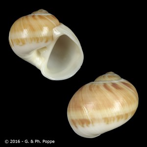 Shells For Sale Shown by Species: NATICIDAE for Sale