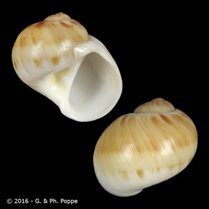 Shells For Sale Shown by Species: NATICIDAE for Sale