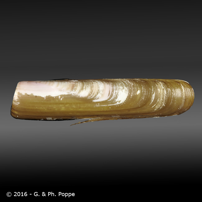 Shell Encyclopedia - Worms Details | Conchology | Conchology