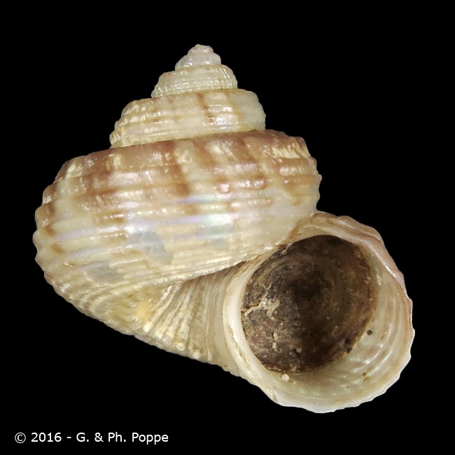Shell Encyclopedia - Conchological MegaDatabase Iconographic Overview ...
