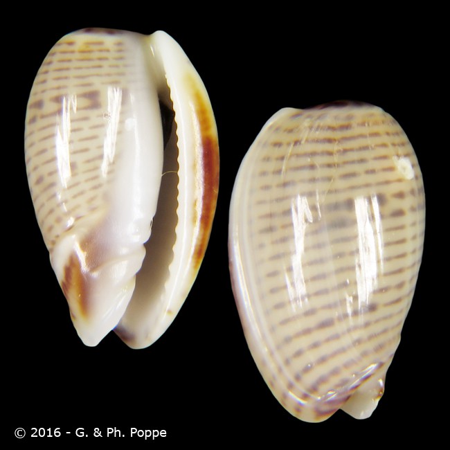 Featured Shells For Sale | Conchology