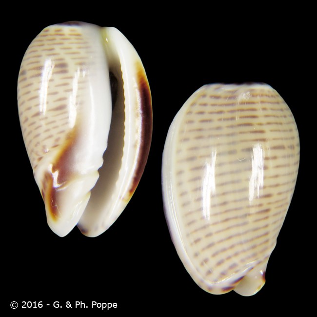 Featured Shells For Sale | Conchology