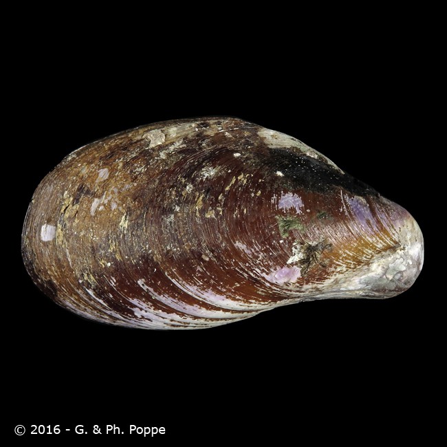 Shell Encyclopedia - Worms Details | Conchology | Conchology