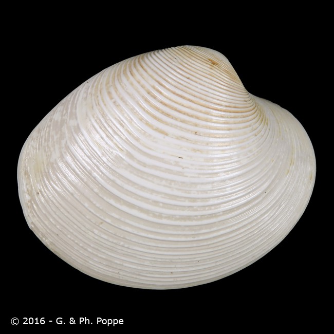 Shell Encyclopedia - Worms Details | Conchology | Conchology