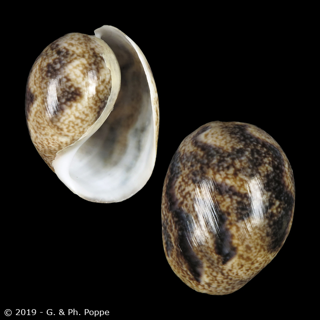 Shell Encyclopedia - Conchological MegaDatabase Iconographic Overview ...