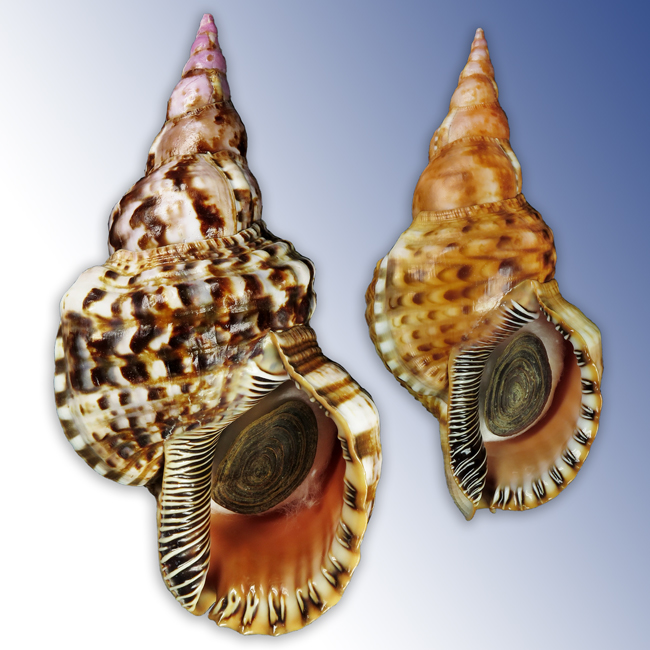 Shell Encyclopedia - Conchological MegaDatabase Iconographic Overview on Mollusks ...