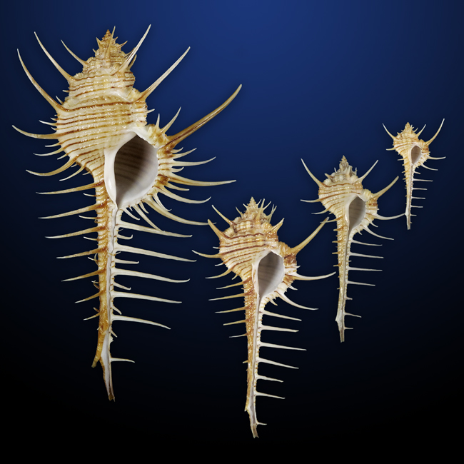 Shell Encyclopedia - Worms Details | Conchology | Conchology