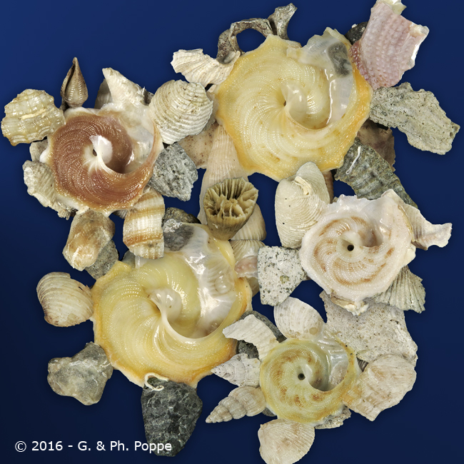 Shell Encyclopedia - Conchological MegaDatabase Iconographic Overview ...