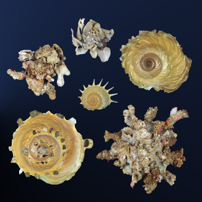 Shell Encyclopedia - Conchological MegaDatabase Iconographic Overview ...