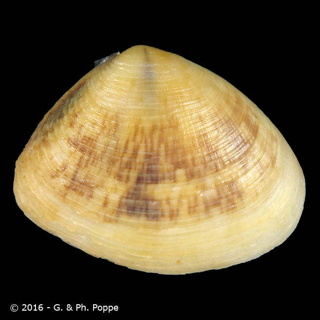 Shells For Sale Shown by Species: DONACIDAE, Donax faba for Sale