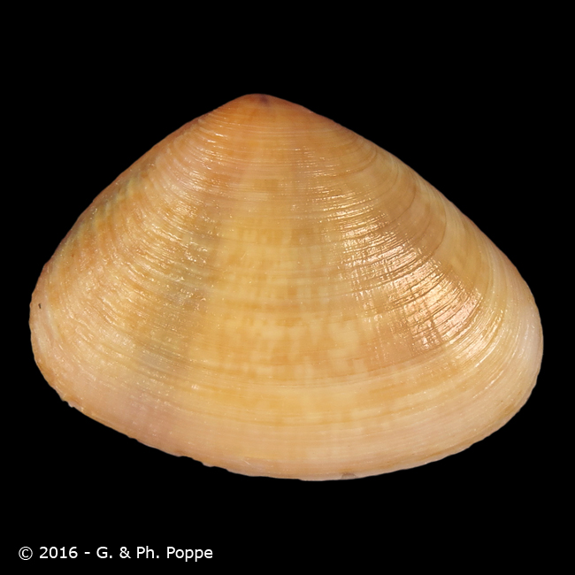 Shells For Sale Shown by Species: DONACIDAE, Donax faba for Sale