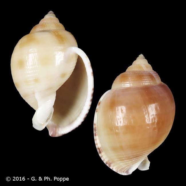 Featured Shells For Sale | Conchology
