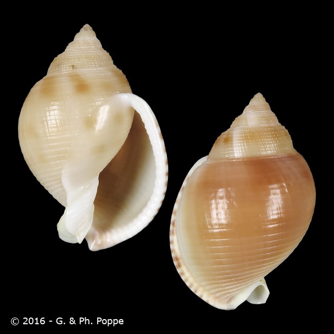 Featured Shells For Sale | Conchology
