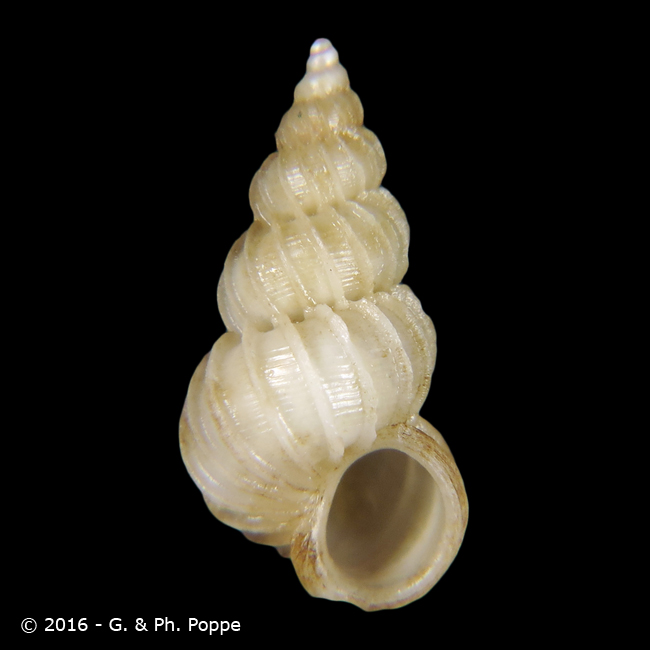 Shell Encyclopedia - Conchological MegaDatabase Iconographic Overview ...