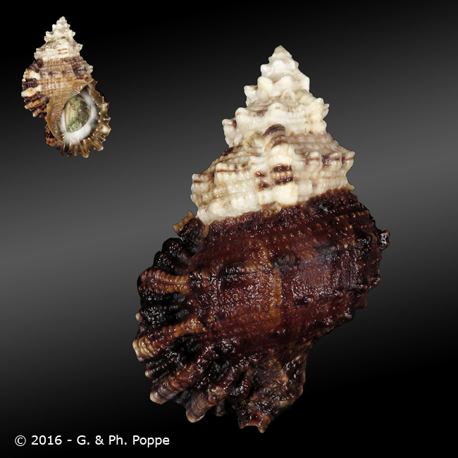 Shell Encyclopedia - Conchological MegaDatabase Iconographic Overview ...