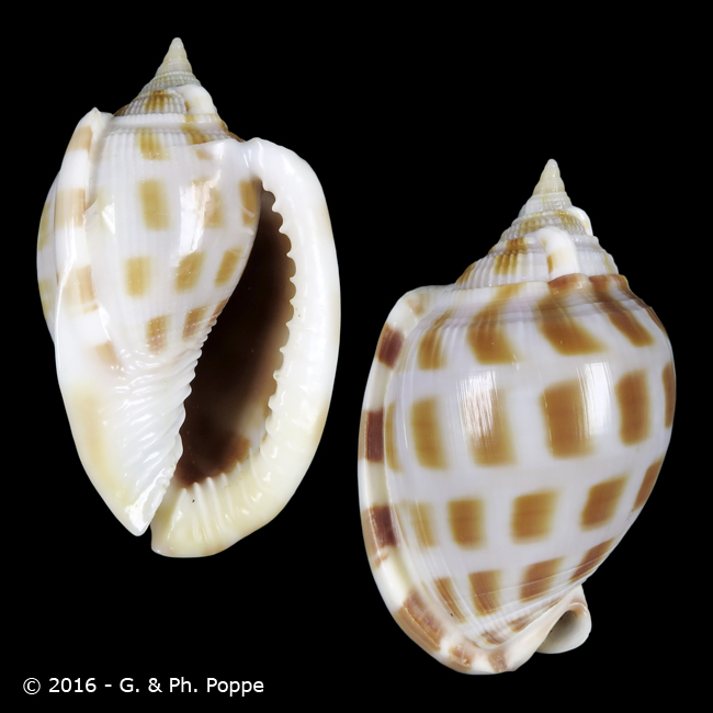 Featured Shells For Sale | Conchology