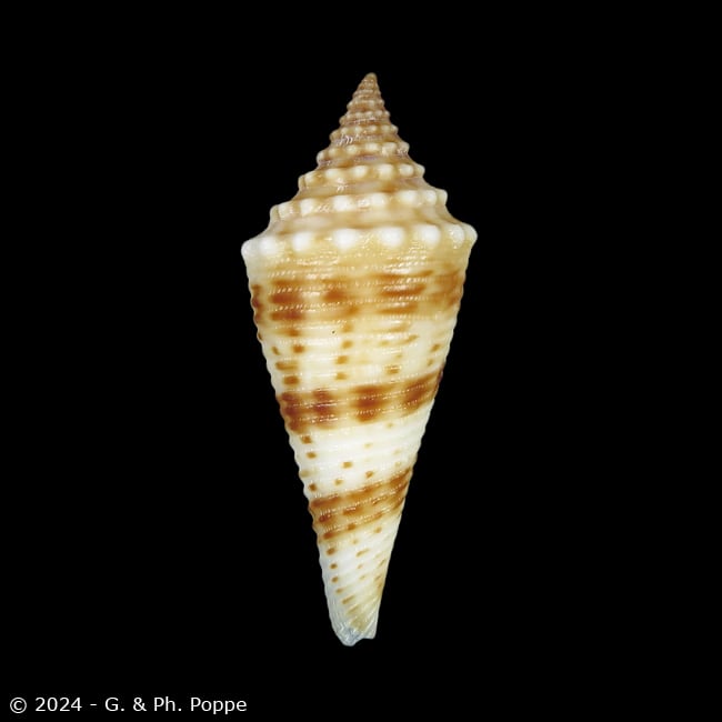 Featured Shells For Sale | Conchology