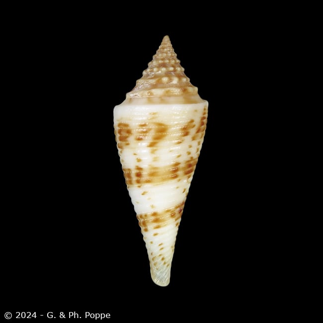 Featured Shells For Sale | Conchology