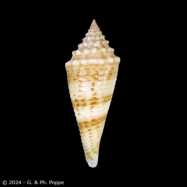 Featured Shells For Sale | Conchology