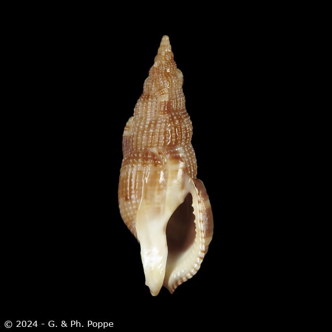Featured Shells For Sale | Conchology