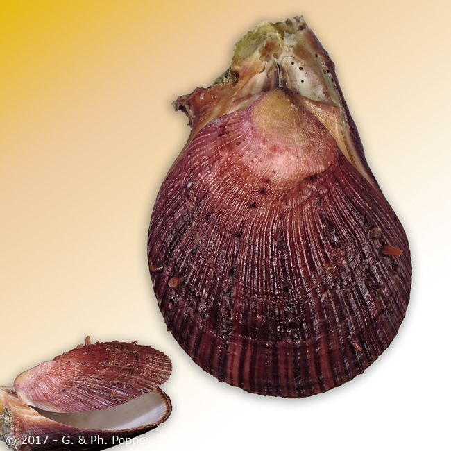 Shell Encyclopedia - Conchological MegaDatabase Iconographic Overview ...