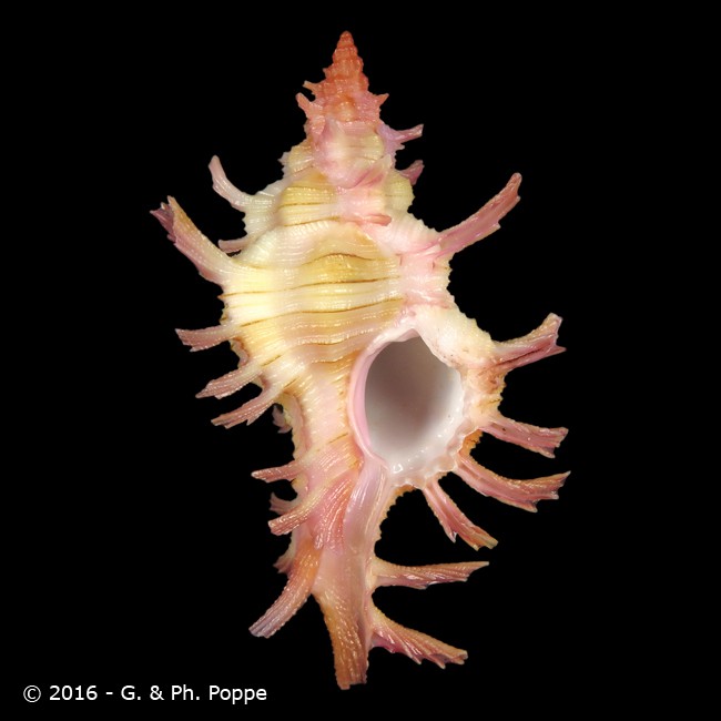 Featured Shells For Sale | Conchology