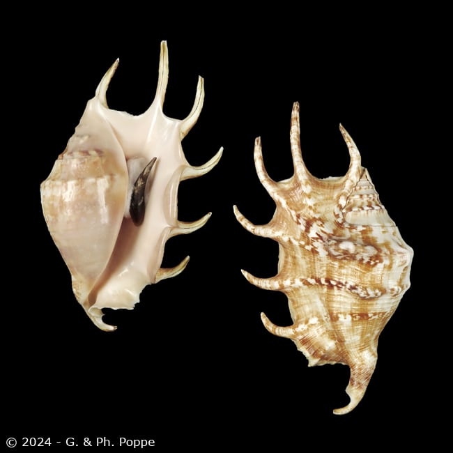 New Additions Shells For Sale | Conchology