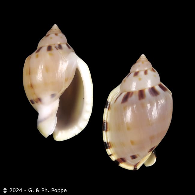 Featured Shells For Sale | Conchology