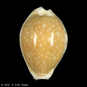 Shell Encyclopedia - Conchological MegaDatabase Iconographic Overview ...