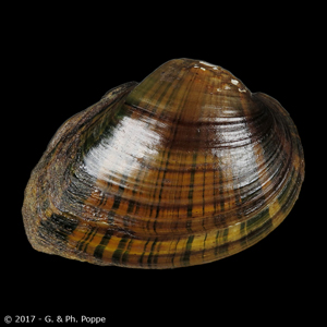 UNIONIDAE | Shells Group By Species | Conchology