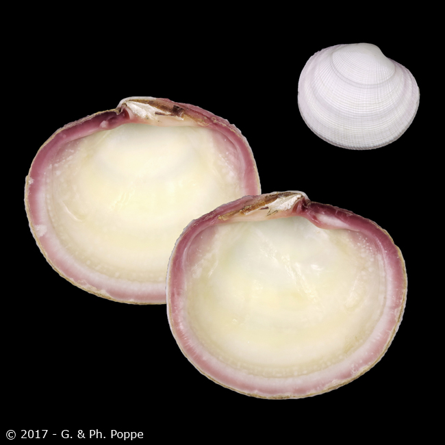 Featured Shells For Sale | Conchology