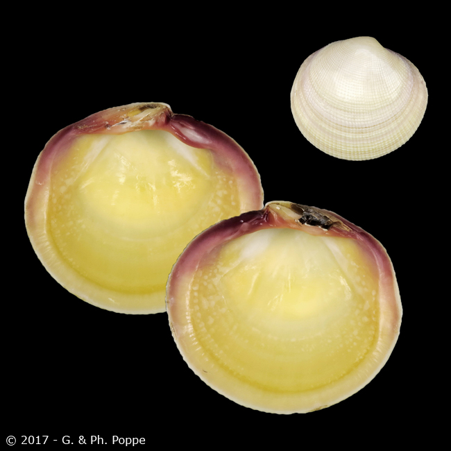 Featured Shells For Sale | Conchology