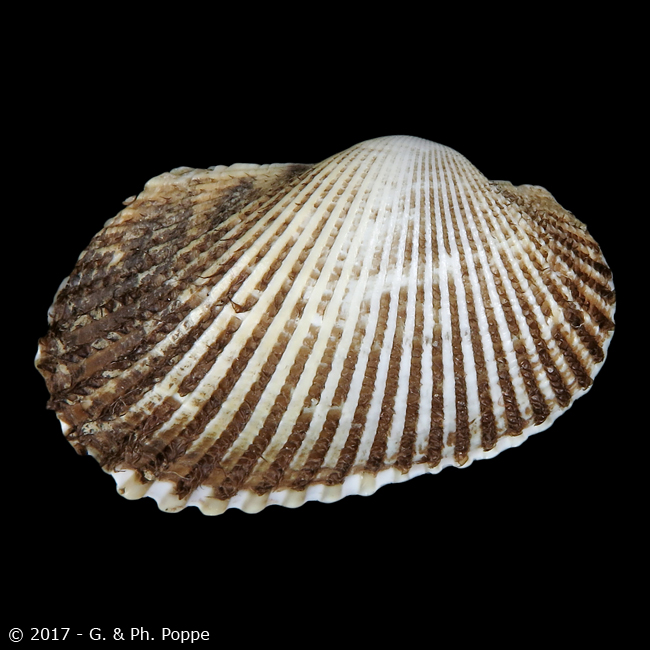 ARCIDAE, Anadara transversa for Sale | Conchology