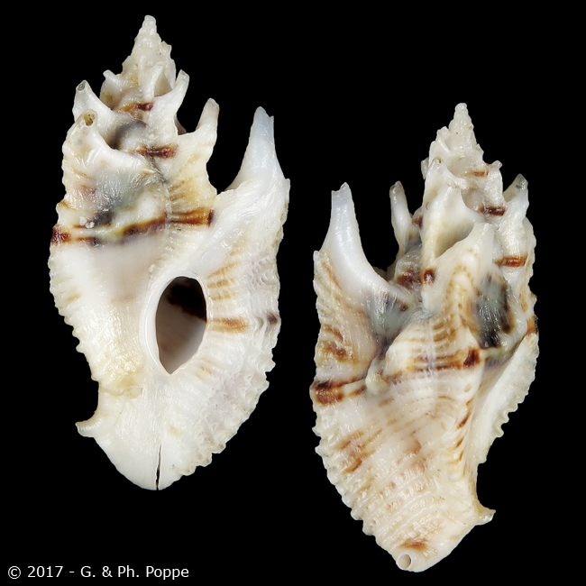 Shells For Sale Shown by Species: MURICIDAE for Sale