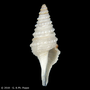 Shells For Sale Shown by Species: TURRIDAE - TURRIDAE for Sale