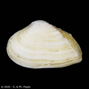 Shell Encyclopedia - Conchological MegaDatabase Iconographic Overview ...