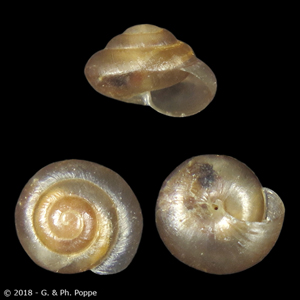 Shells For Sale Shown by Species: EUCONULIDAE for Sale