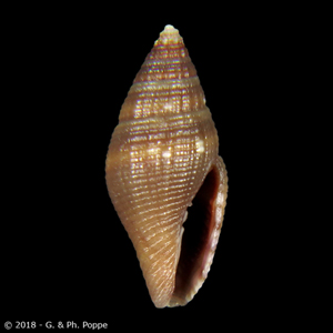 Shells For Sale Shown by Species: TURRIDAE - MITROMORPHIDAE for Sale