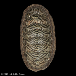 ISCHNOCHITONIDAE | Shells Group By Species | Conchology