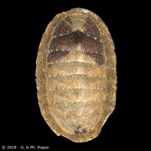 Shells For Sale Shown by Species: ISCHNOCHITONIDAE, Ischnochiton comptus for Sale