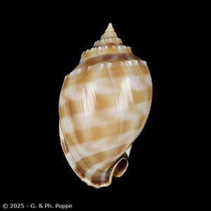Shell Encyclopedia - Conchological MegaDatabase Iconographic Overview ...