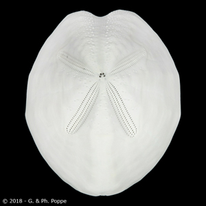 Sea Urchin for Sale | Conchology